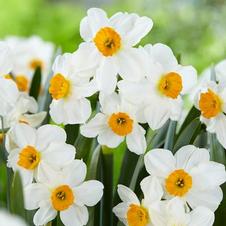 Wholesale Daffodil Bulbs from ADR Bulbs