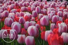 Wholesale Flower Bulb Mixes from ADR Bulbs