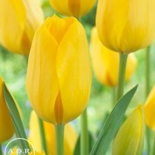 Tulip darwin hybrid 'Conqueror'