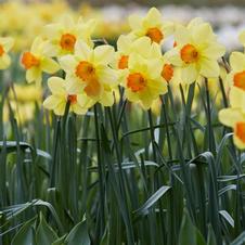 Wholesale Daffodil Bulbs from ADR Bulbs
