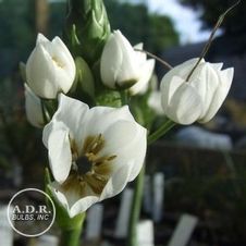 Wholesale Miscellaneous Bulbs (Fall) from ADR Bulbs