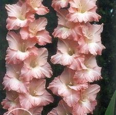 Wholesale Gladiolus Bulbs from ADR Bulbs