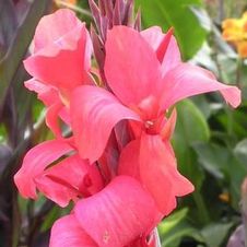 Wholesale Canna Bulbs from ADR Bulbs