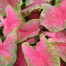 Wholesale Caladium Bulbs from ADR Bulbs