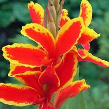 Wholesale Canna Bulbs from ADR Bulbs