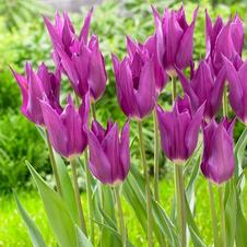 Wholesale Tulip Bulbs from ADR Bulbs