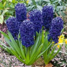 Wholesale Hyacinth Bulbs from ADR Bulbs