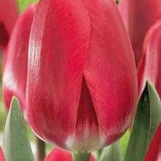 Wholesale Tulip Bulbs from ADR Bulbs