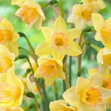 Wholesale Daffodil Bulbs from ADR Bulbs