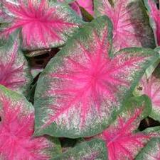 Wholesale Caladium Bulbs from ADR Bulbs