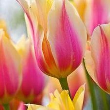 Wholesale Tulip Bulbs from ADR Bulbs