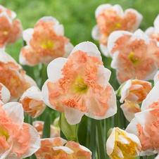 Wholesale Daffodil Bulbs from ADR Bulbs