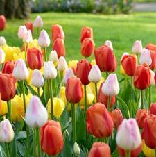 Wholesale Flower Bulb Mixes from ADR Bulbs