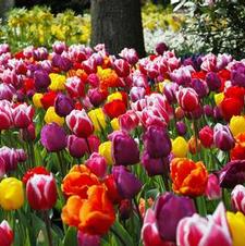 Wholesale Flower Bulb Mixes from ADR Bulbs