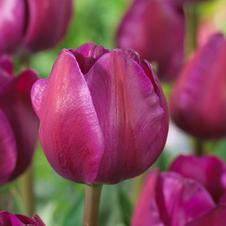 Wholesale Tulip Bulbs from ADR Bulbs