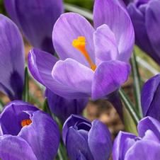 Wholesale Crocus Bulbs from ADR Bulbs
