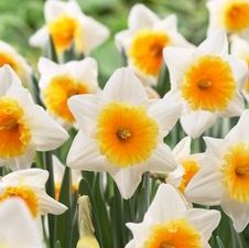 Wholesale Daffodil Bulbs from ADR Bulbs