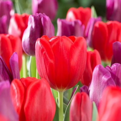 Wholesale Triumph Tulip Bulbs | From A.D.R. Bulbs