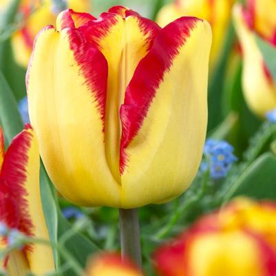 Wholesale Triumph Tulip Bulbs | From A.D.R. Bulbs