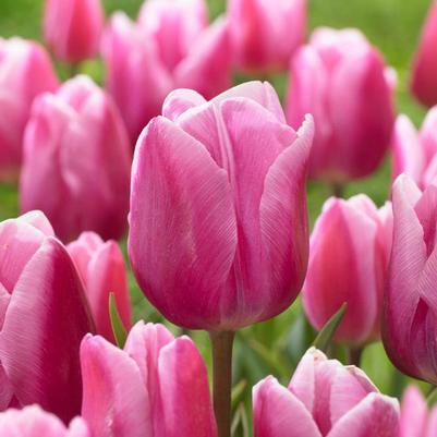 Tulipa single early 'White Prince' Tulip from ADR Bulbs