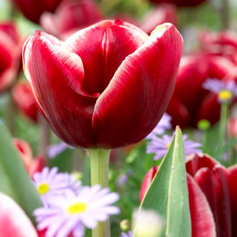 Wholesale Triumph Tulip Bulbs | From A.D.R. Bulbs