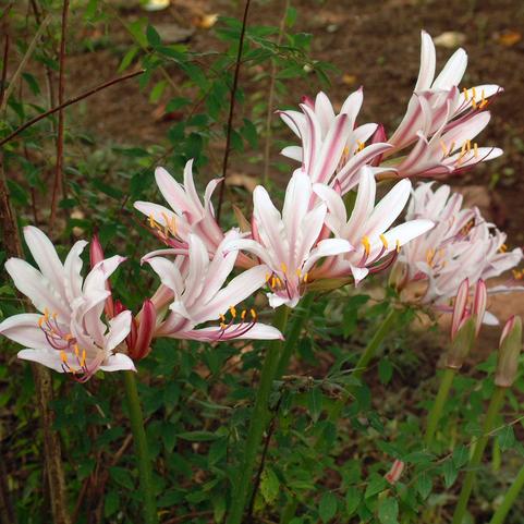 Wholesale Lycoris Bulbs | From A.D.R. Bulbs