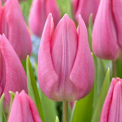 Wholesale Triumph Tulip Bulbs | From A.D.R. Bulbs