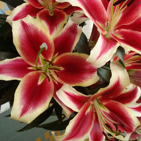 Wholesale OT-Hybrid Lilium Bulbs | From A.D.R. Bulbs
