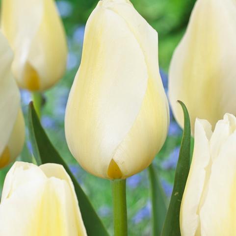 Wholesale Triumph Tulip Bulbs | From A.D.R. Bulbs