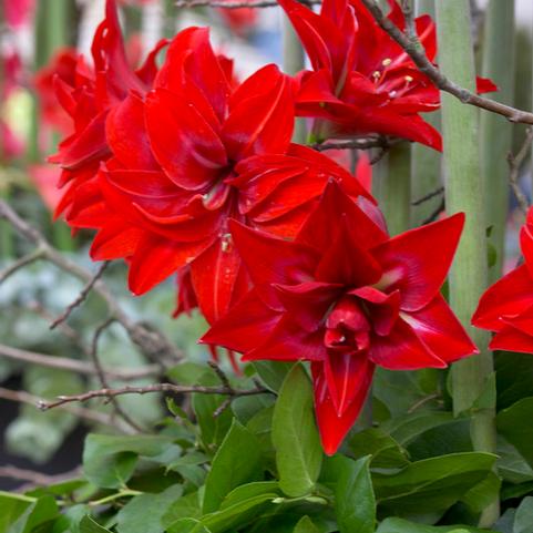 Wild Blue Amaryllis Flower Bulbs | Best Flower Site