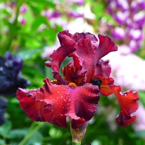 Iris Germanica 'Rio Rojo' Bearded Iris from ADR Bulbs