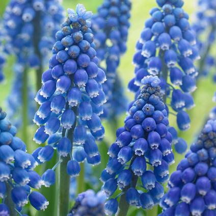 Wholesale Muscari Bulbs | From A.D.R. Bulbs