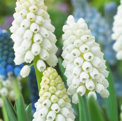 Wholesale Muscari Bulbs | From A.D.R. Bulbs