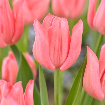 Wholesale Triumph Tulip Bulbs | From A.D.R. Bulbs