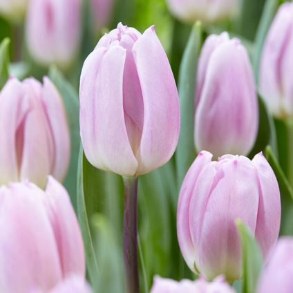 Wholesale Triumph Tulip Bulbs | From A.D.R. Bulbs