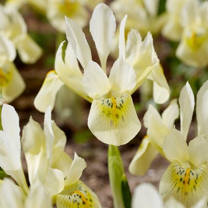 Wholesale Dutch Iris Bulbs | From A.D.R. Bulbs