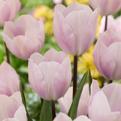 Wholesale Triumph Tulip Bulbs | From A.D.R. Bulbs
