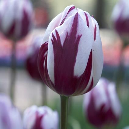 Wholesale Triumph Tulip Bulbs | From A.D.R. Bulbs