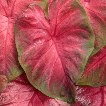 Strap Leaf Caladiums Tubers